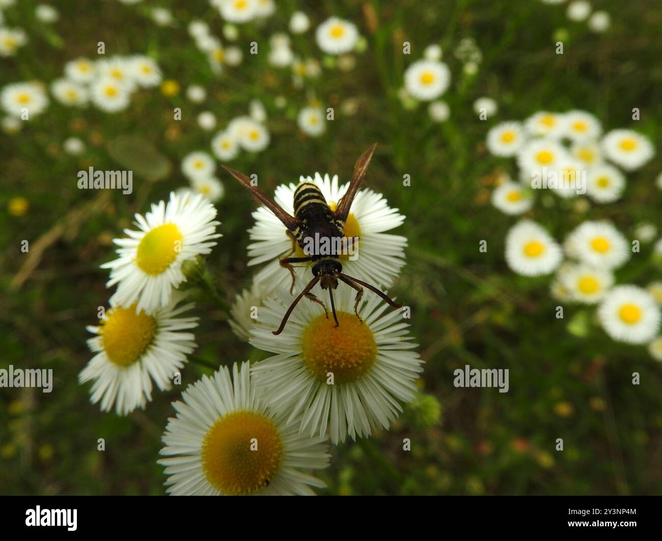 Dusky Clearwing Moth (Paranthrene tabaniformis) Insecta Stock Photo - Alamy
