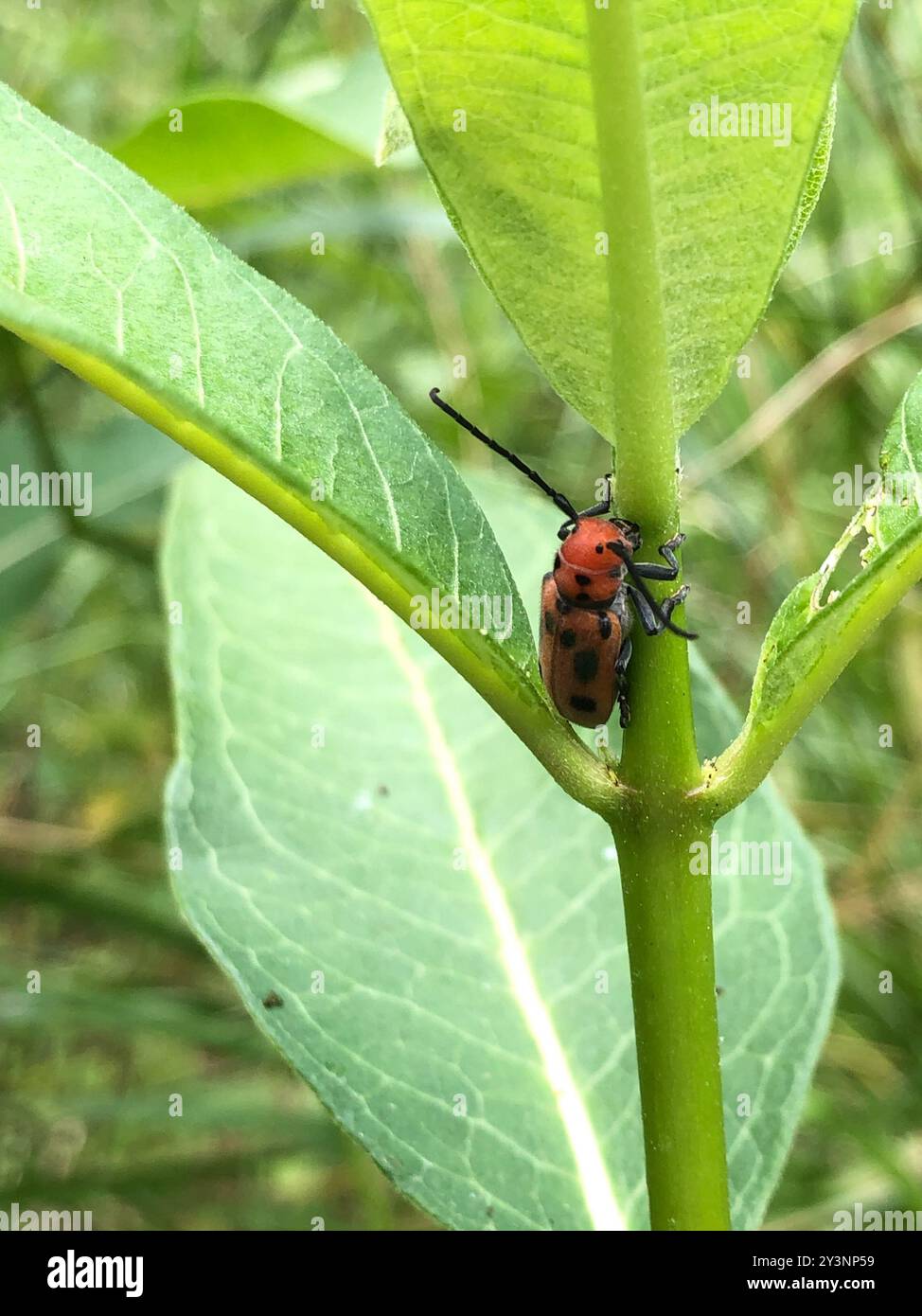 Red Milkweed Beetle (Tetraopes tetrophthalmus) Insecta Stock Photo - Alamy