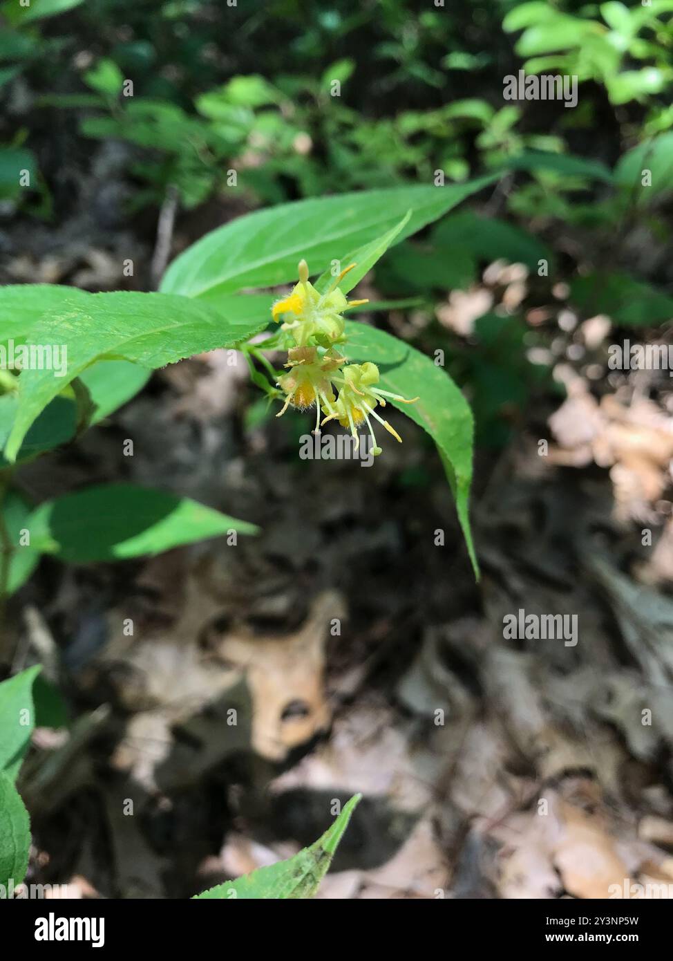 northern bush honeysuckle (Diervilla lonicera) Plantae Stock Photo - Alamy