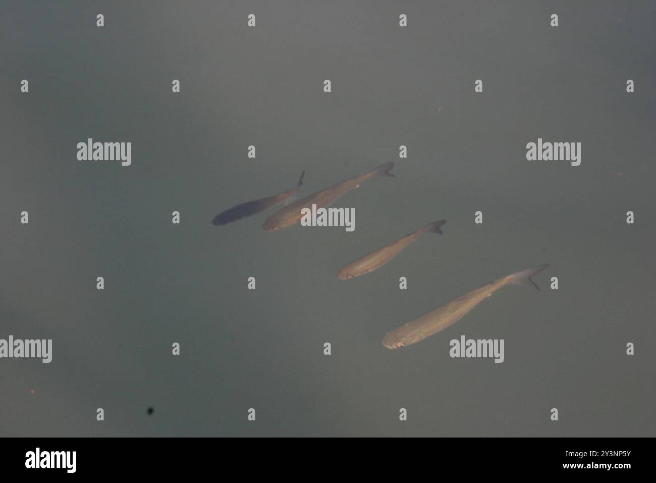 Thinlip Mullet (Chelon ramada) Actinopterygii Stock Photo - Alamy