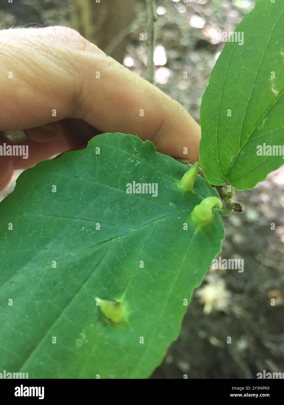 Witch-hazel Cone Gall Aphid (Hormaphis hamamelidis) Insecta Stock Photo ...