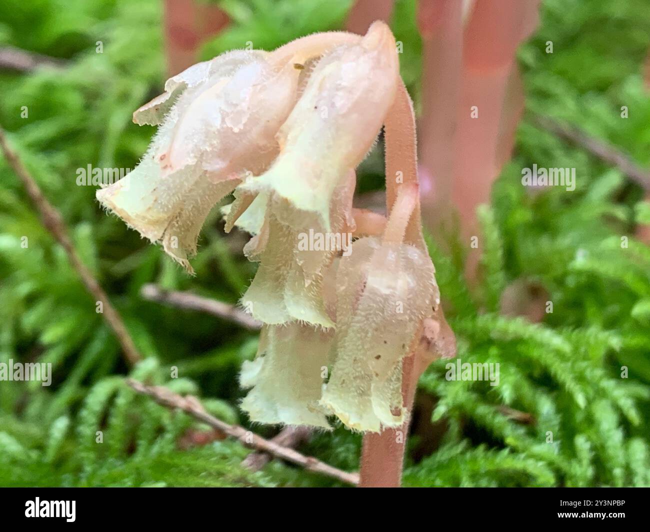 pinesap (Monotropa hypopitys) Plantae Stock Photo - Alamy