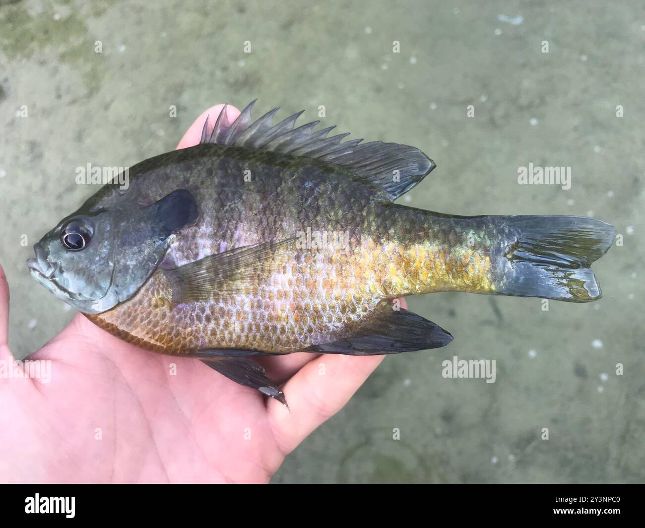 Bluegill (Lepomis macrochirus) Actinopterygii Stock Photo - Alamy
