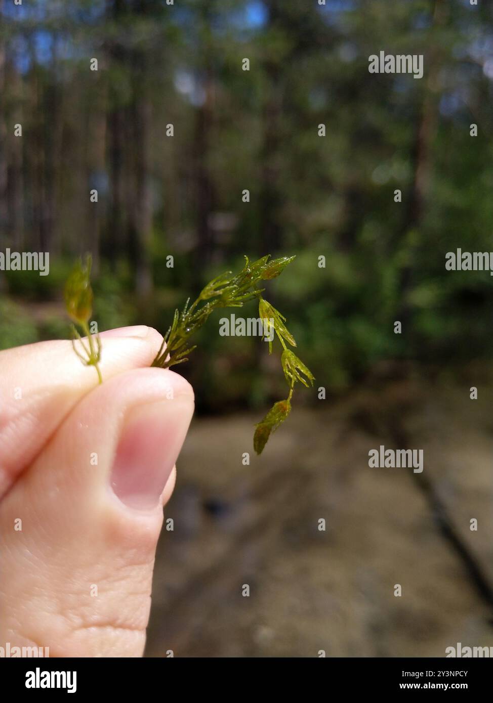 delicate stonewort (Chara virgata) Plantae Stock Photo - Alamy