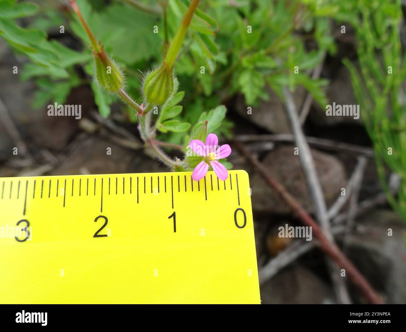 Little-Robin (Geranium purpureum) Plantae Stock Photo - Alamy