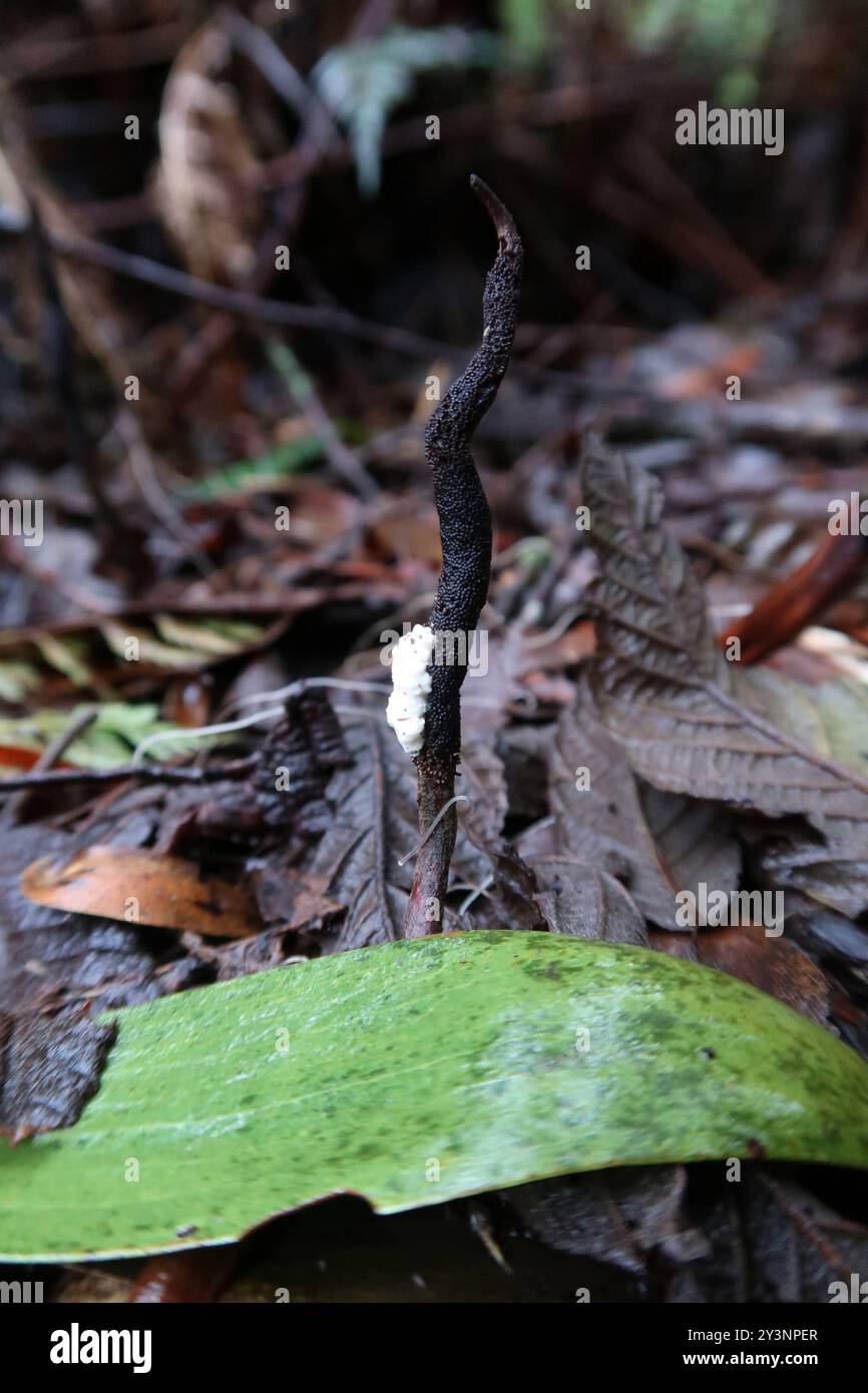 Vegetable caterpillar (Ophiocordyceps robertsii) Fungi Stock Photo - Alamy