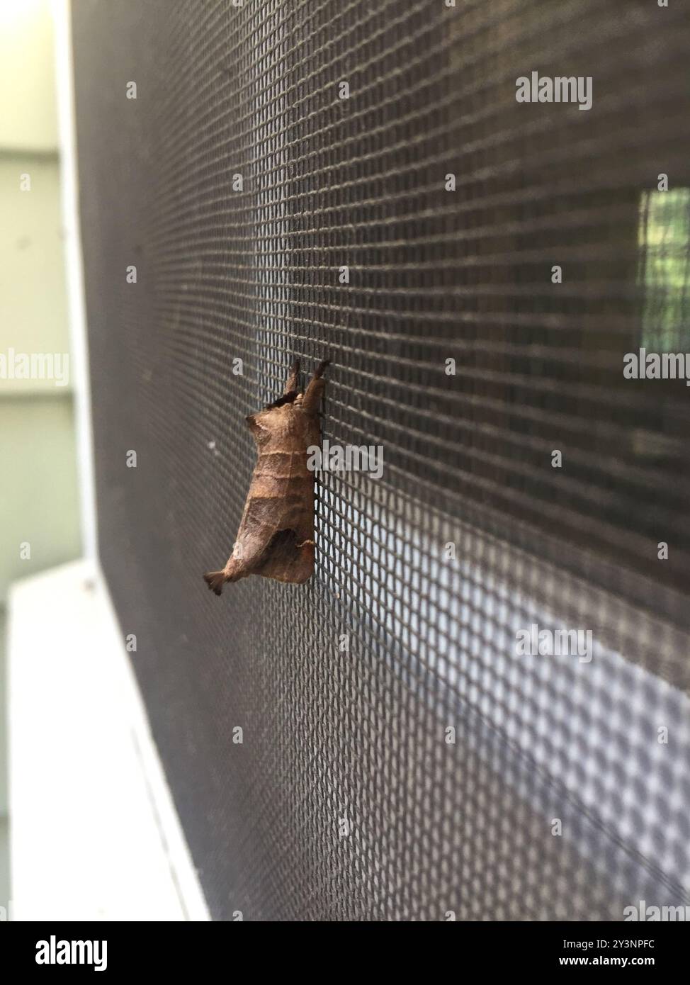 Sigmoid Prominent (Clostera albosigma) Insecta Stock Photo - Alamy