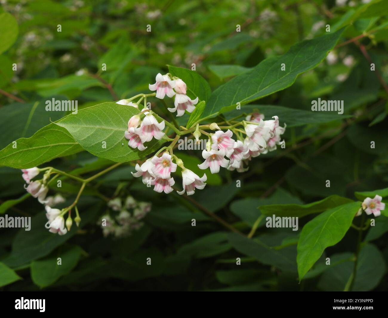 spreading dogbane (Apocynum androsaemifolium) Plantae Stock Photo - Alamy