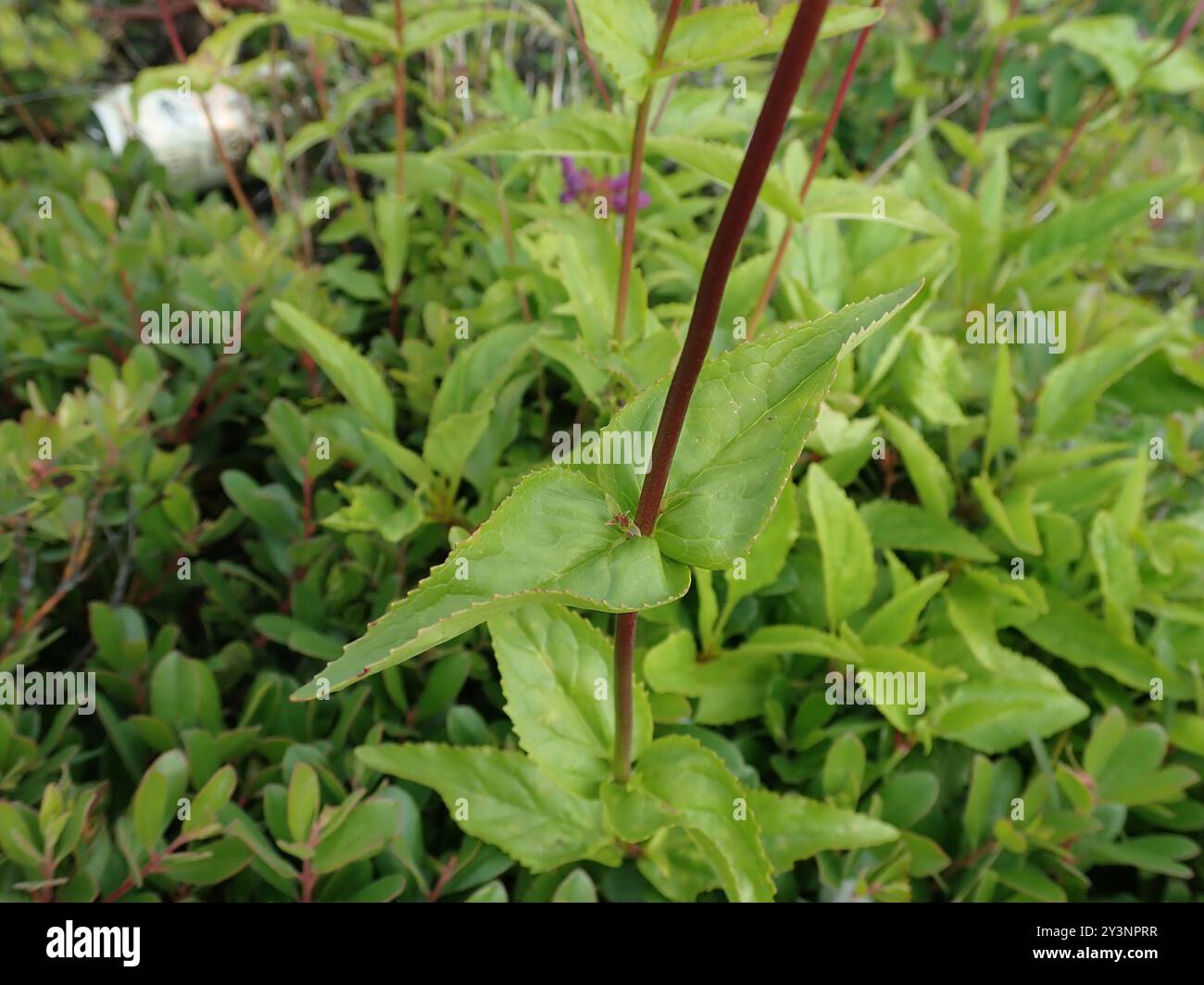 Cascade Beardtongue (Penstemon serrulatus) Plantae Stock Photo - Alamy
