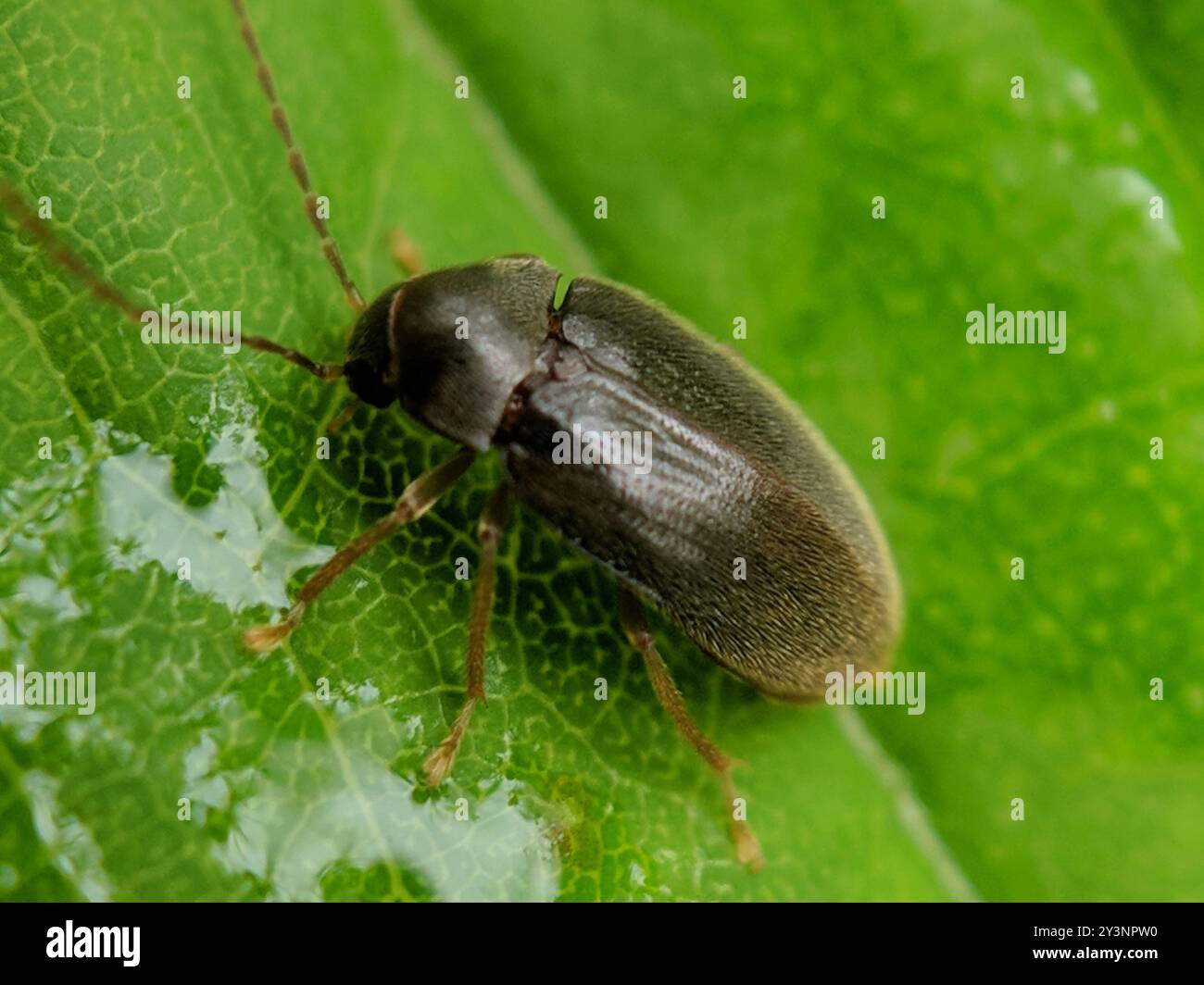 Toe-winged Beetles (Ptilodactylidae) Insecta Stock Photo - Alamy