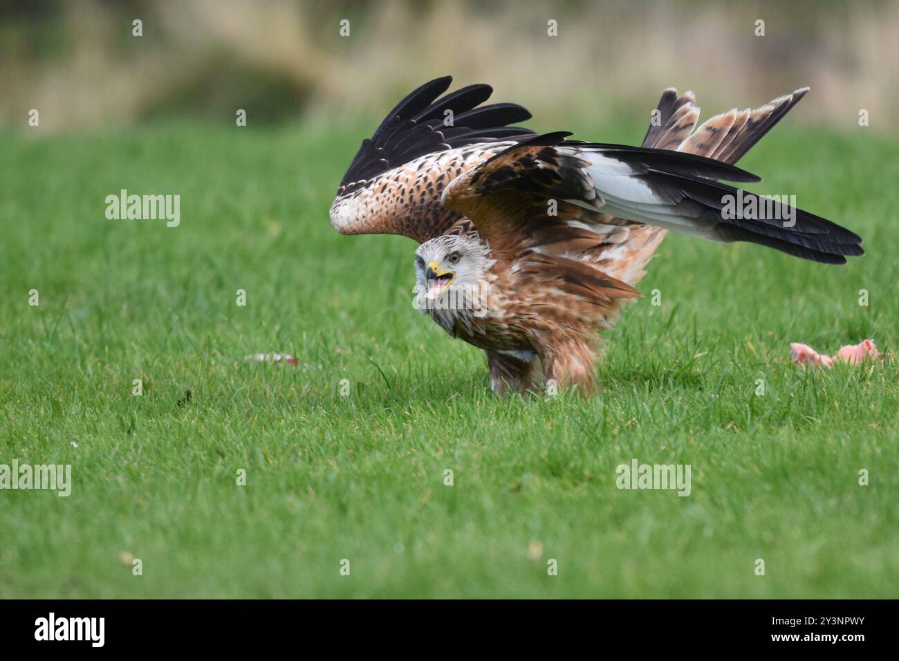 Red Kite in flight. Llandeusant. Wales Stock Photo - Alamy
