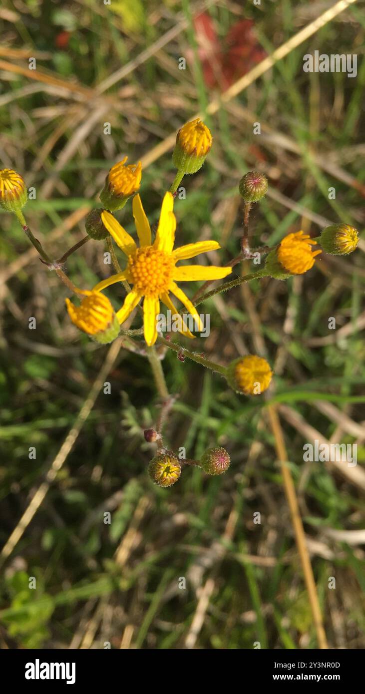 balsam ragwort (Packera paupercula) Plantae Stock Photo - Alamy