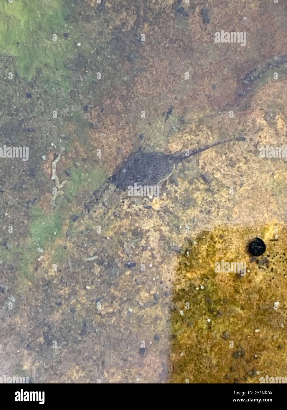 Asian Common Toad (Duttaphrynus melanostictus) Amphibia Stock Photo - Alamy