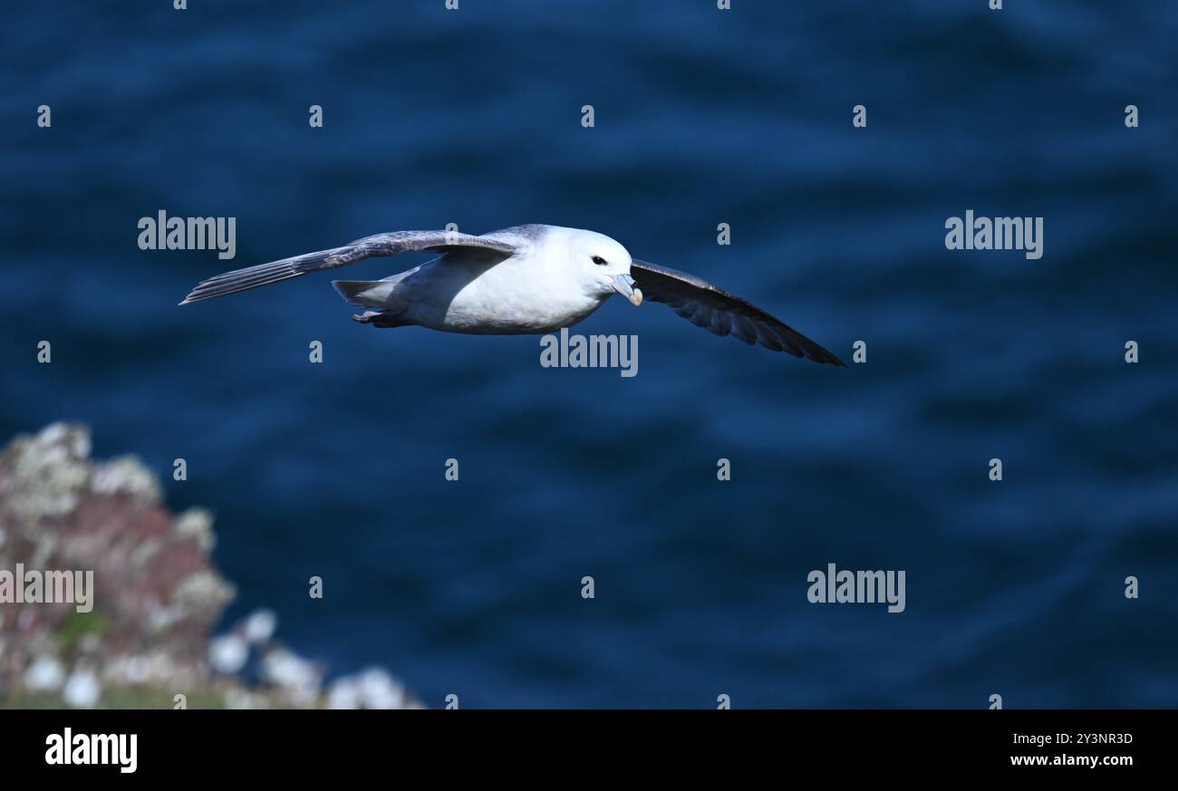 Bull island bird hi-res stock photography and images - Alamy