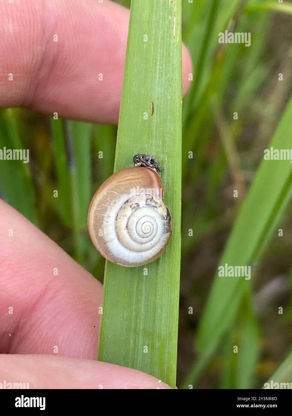 Carthusian Snail (Monacha cartusiana) Mollusca Stock Photo - Alamy