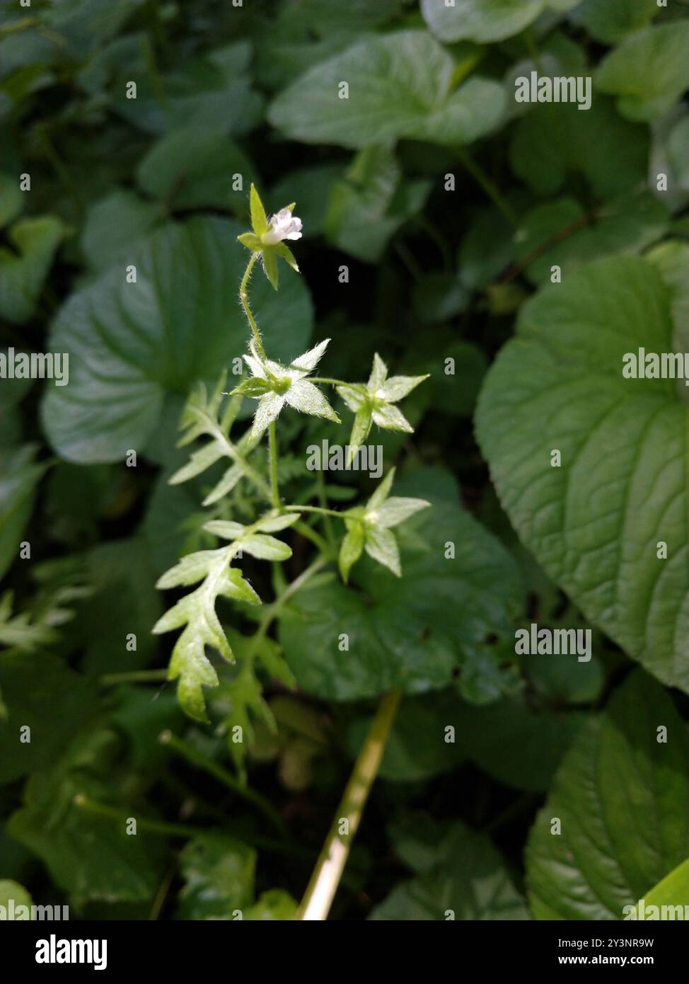 Aunt Lucy (Ellisia nyctelea) Plantae Stock Photo - Alamy