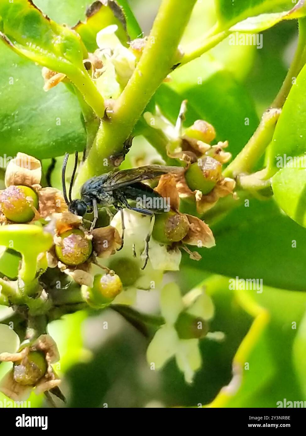Ants, Bees, Wasps, and Sawflies (Hymenoptera) Insecta Stock Photo - Alamy