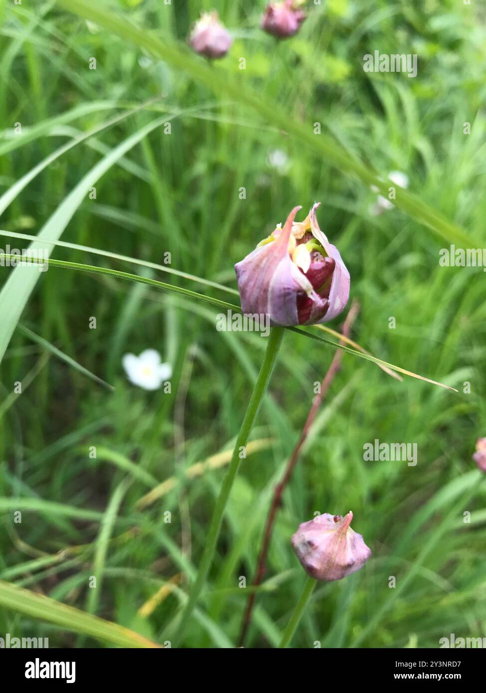 Canadian Meadow garlic (Allium canadense) Plantae Stock Photo - Alamy