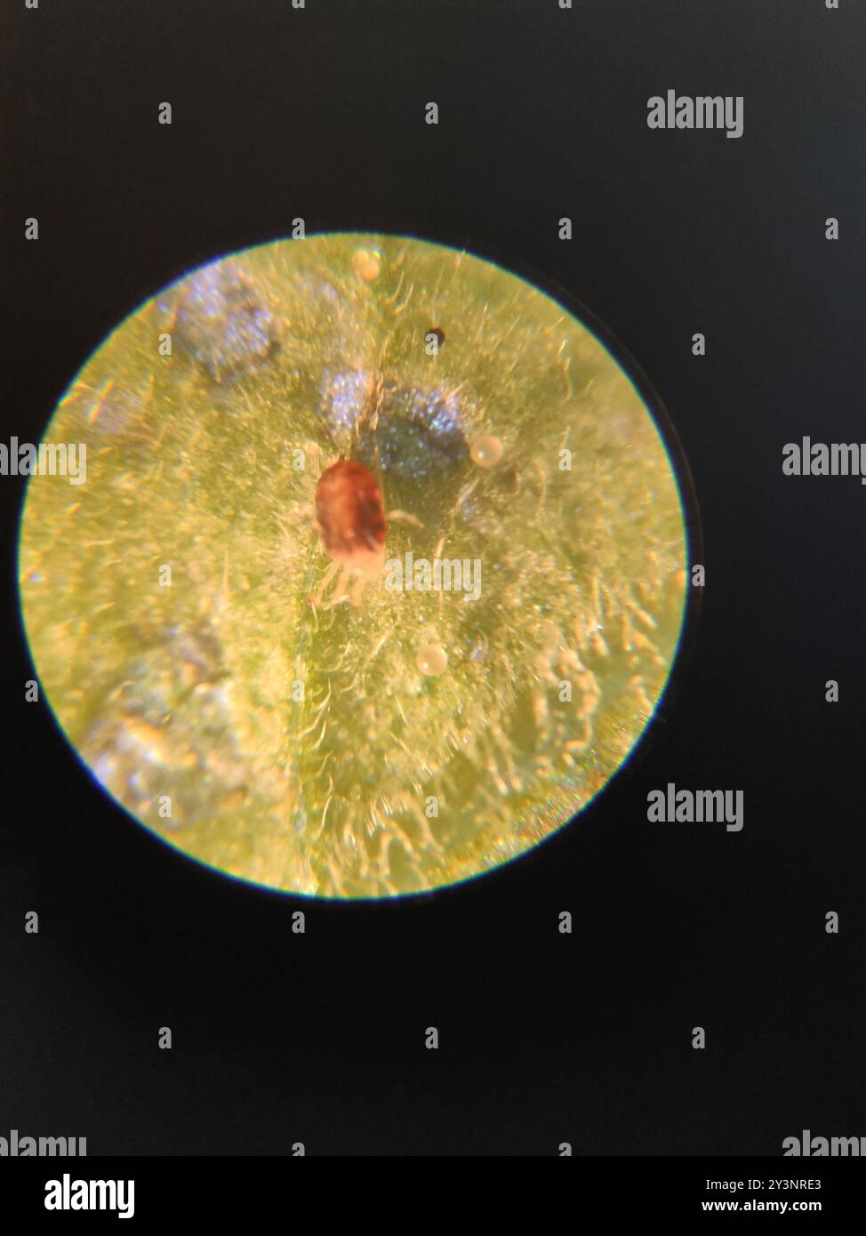 Spider Mites (Tetranychidae) Arachnida Stock Photo - Alamy