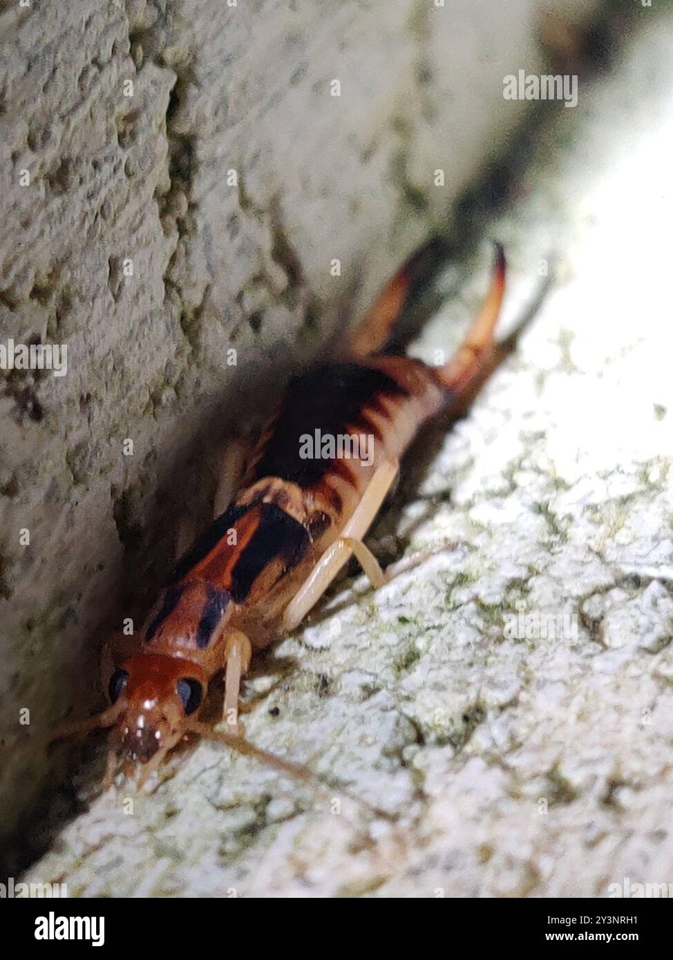 Shore Earwig (Labidura riparia) Insecta Stock Photo - Alamy