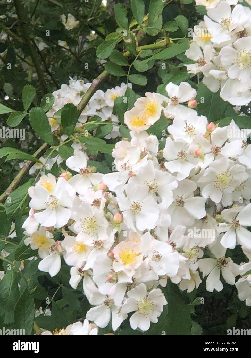 multiflora rose (Rosa multiflora) Plantae Stock Photo - Alamy