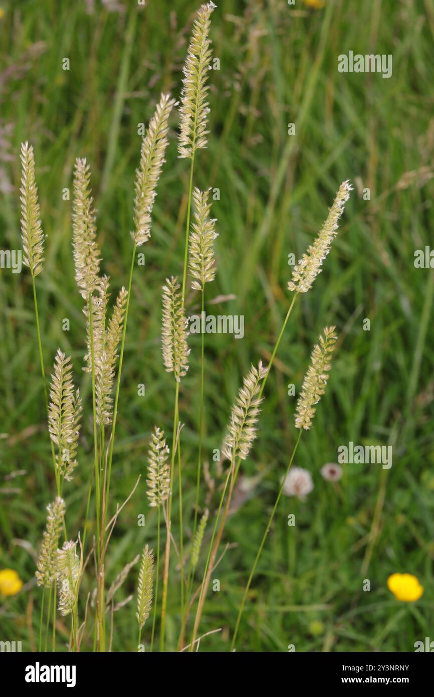 crested dogtail grass (Cynosurus cristatus) Plantae Stock Photo - Alamy