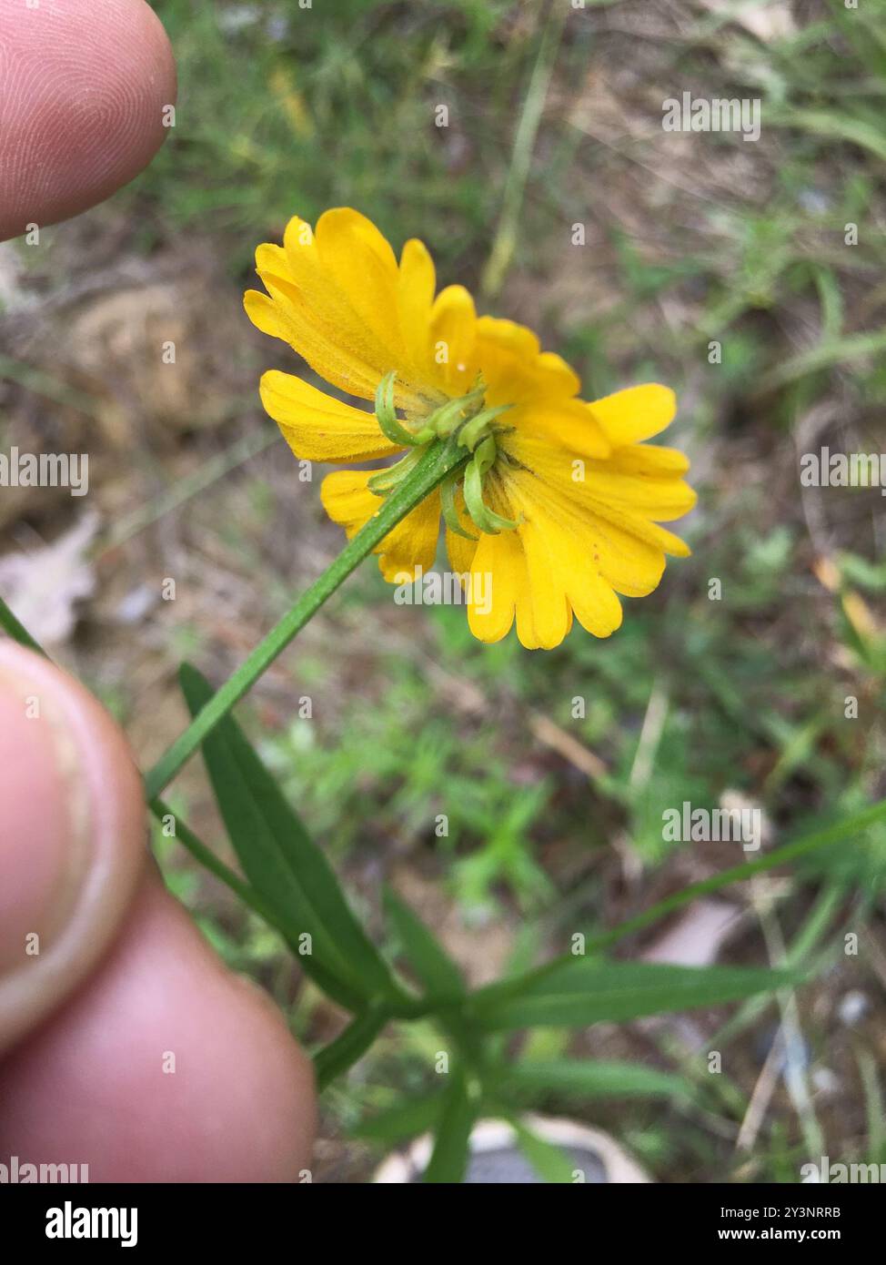 Southern Sneezeweed (Helenium flexuosum) Plantae Stock Photo - Alamy