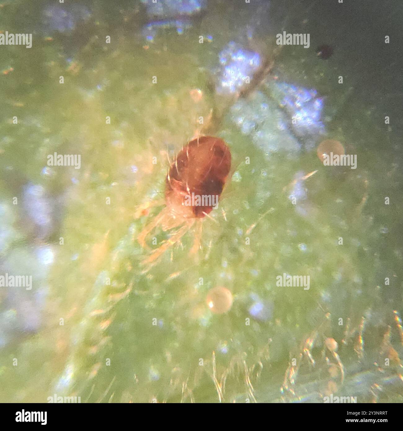 Spider Mites (Tetranychidae) Arachnida Stock Photo - Alamy