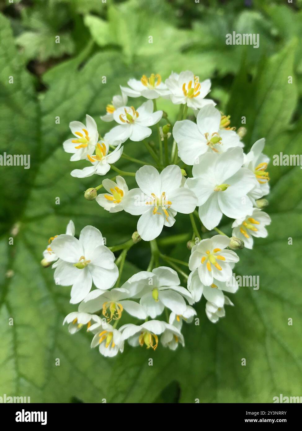 Umbrella-leaf (Diphylleia cymosa) Plantae Stock Photo - Alamy