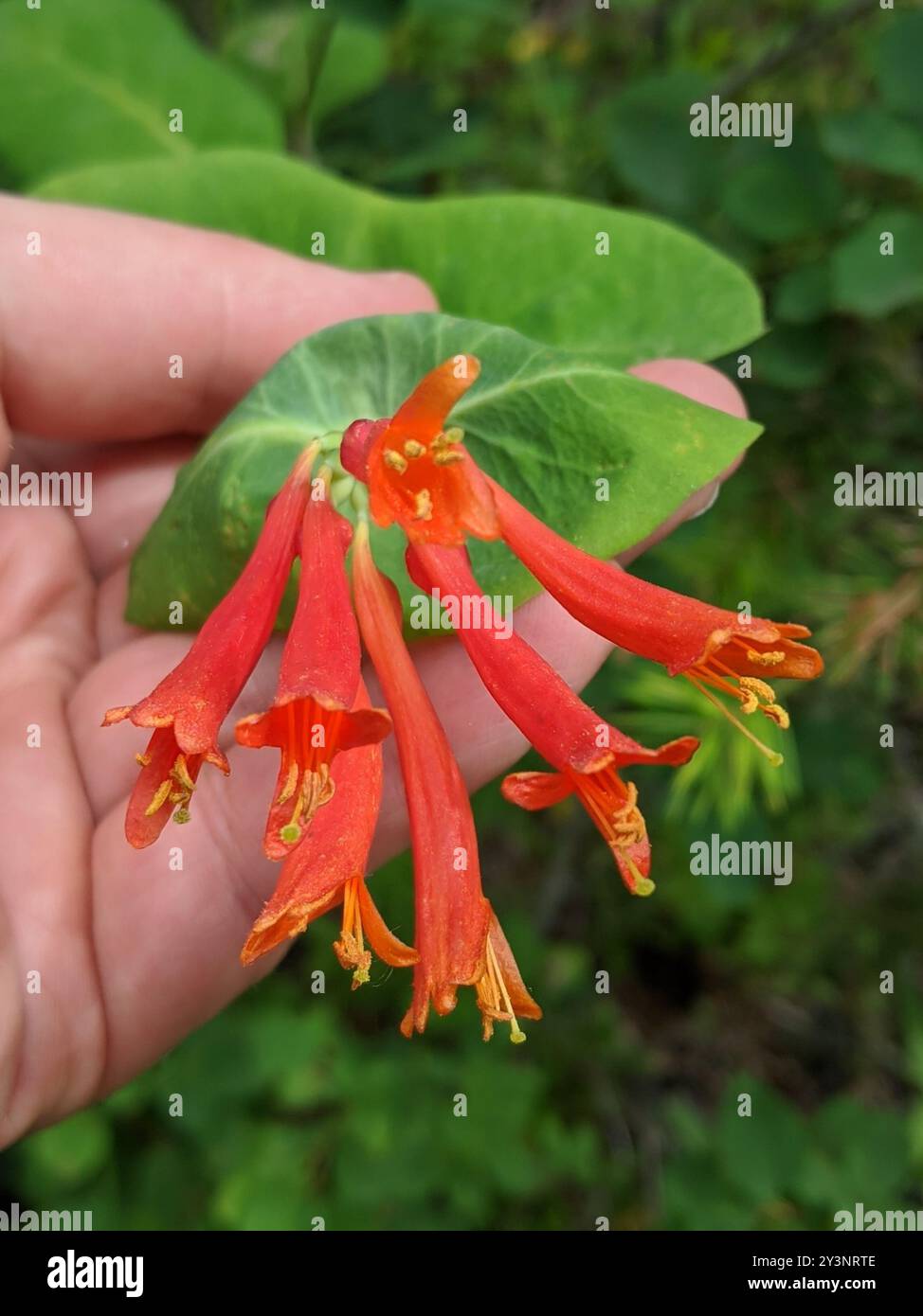 orange honeysuckle (Lonicera ciliosa) Plantae Stock Photo - Alamy