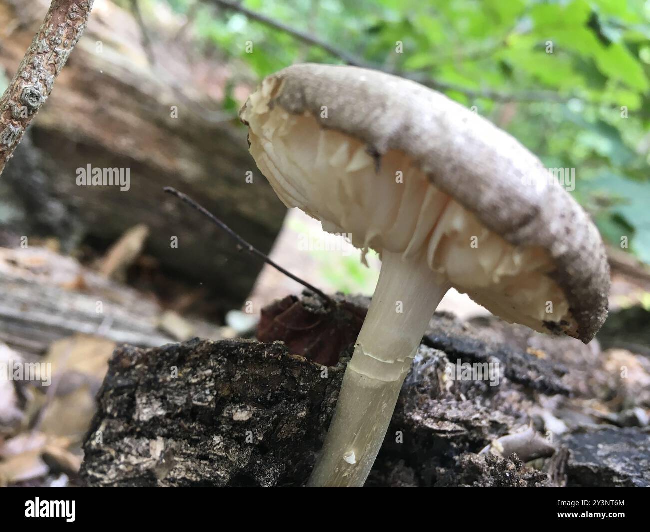 Eastern American Platterful Mushroom (Megacollybia rodmanii) Fungi ...