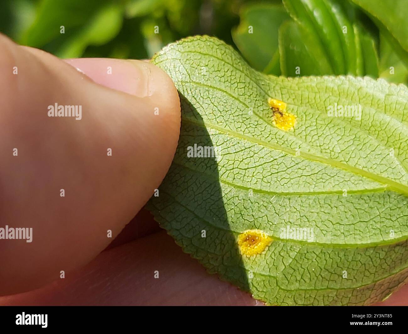 Crown Rust (Puccinia coronata) Fungi Stock Photo - Alamy