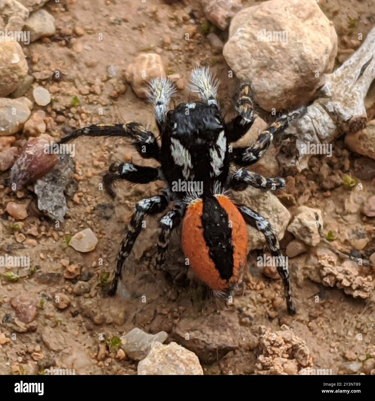 Red-bellied Jumping Spider (Philaeus chrysops) Arachnida Stock Photo ...