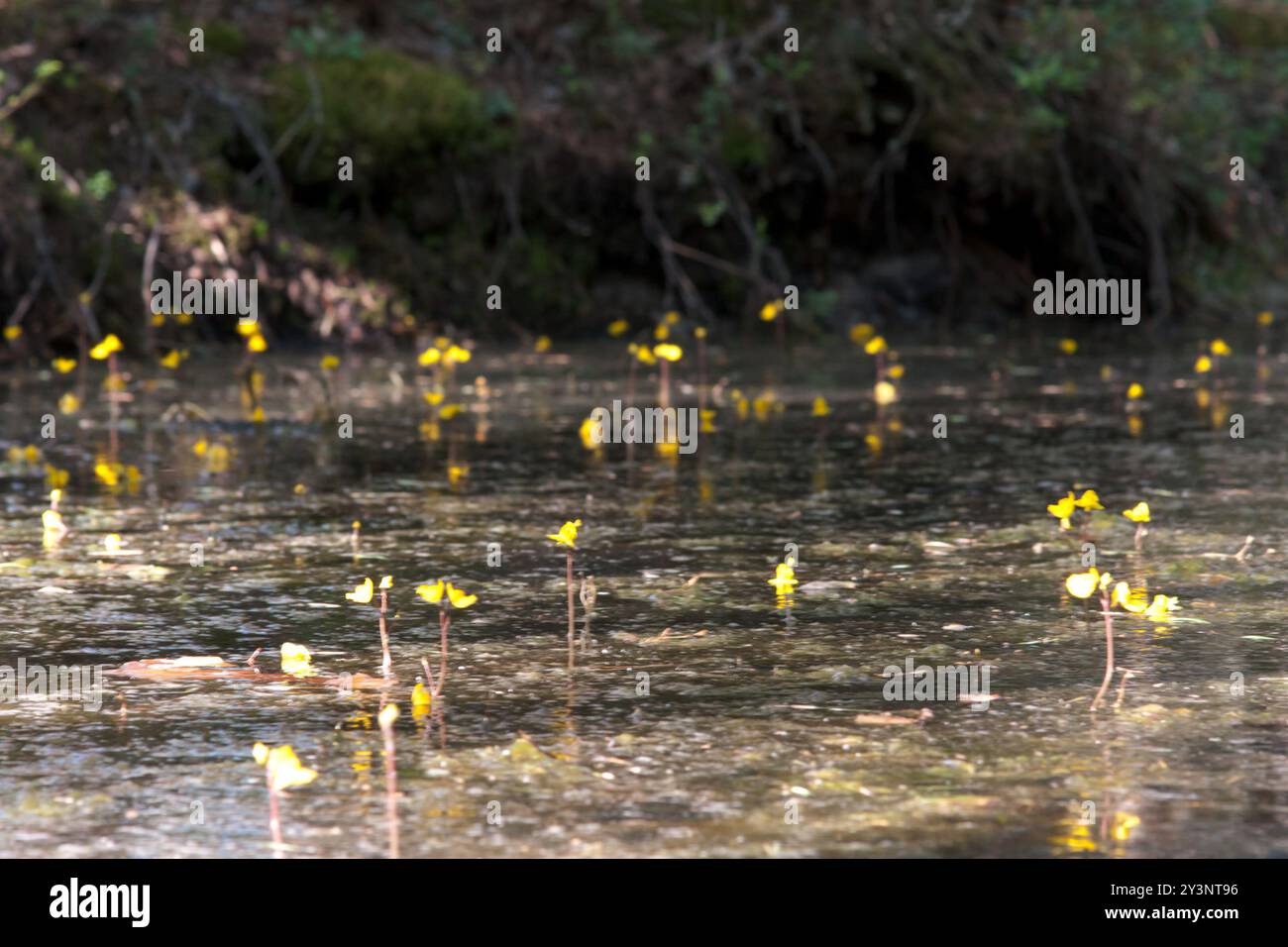 Yellow bladderwort (Utricularia × neglecta) Plantae Stock Photo - Alamy
