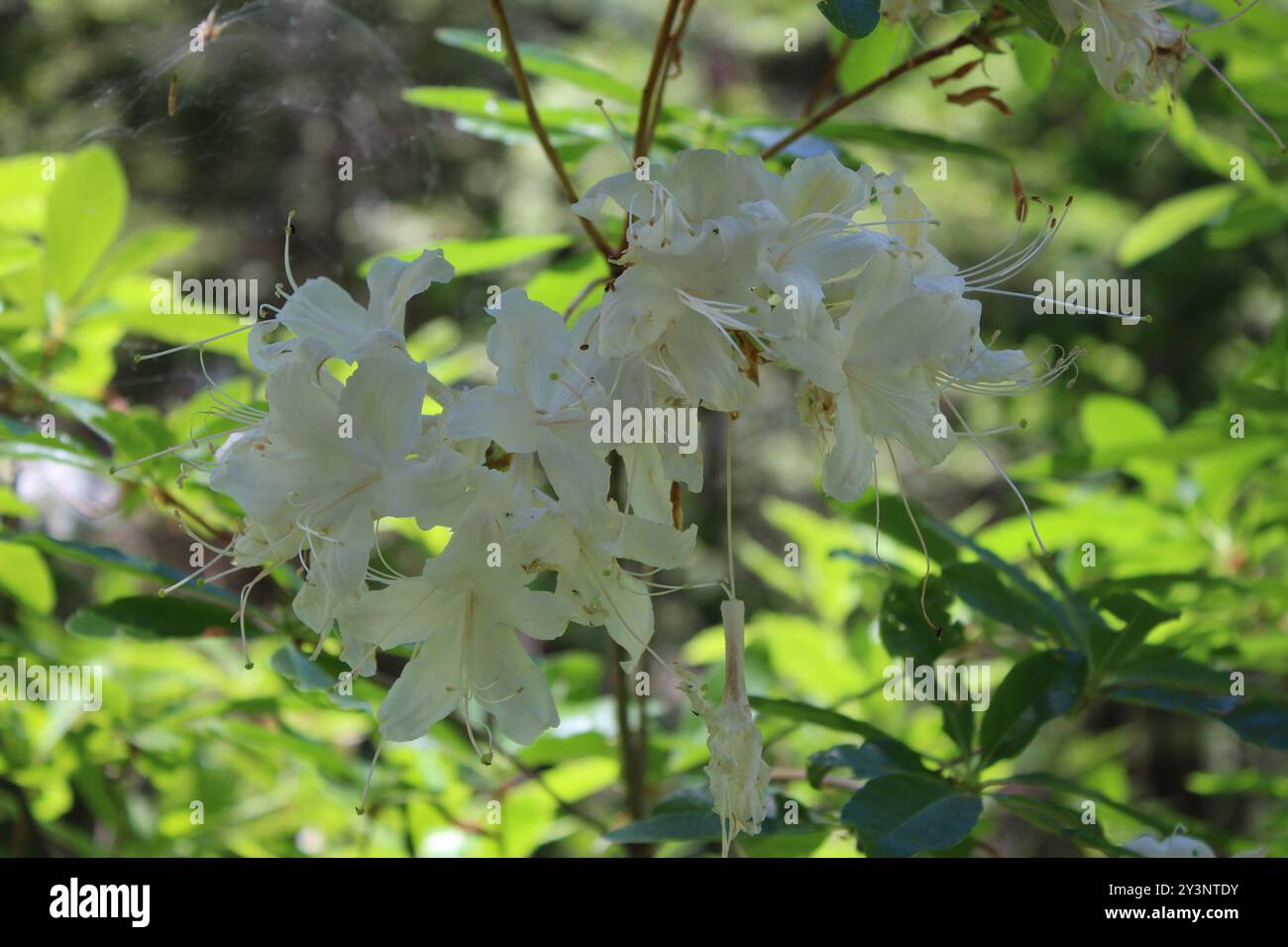 western azalea (Rhododendron occidentale) Plantae Stock Photo - Alamy