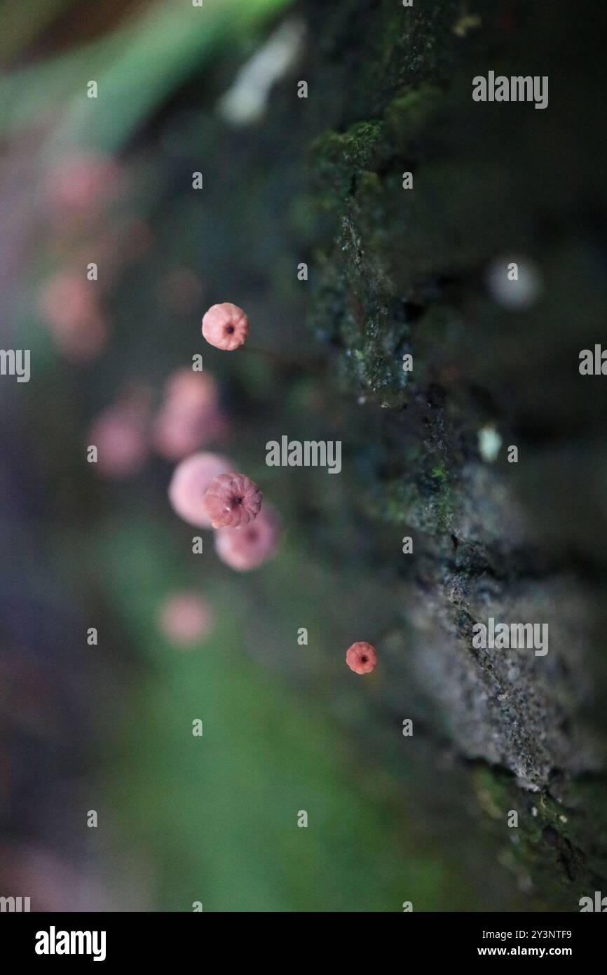 rainforest horsehair (Marasmius crinis-equi) Fungi Stock Photo - Alamy