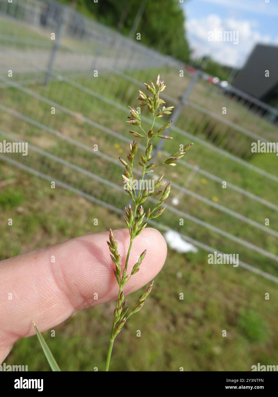 Smooth Meadow-grass (Poa pratensis) Plantae Stock Photo - Alamy