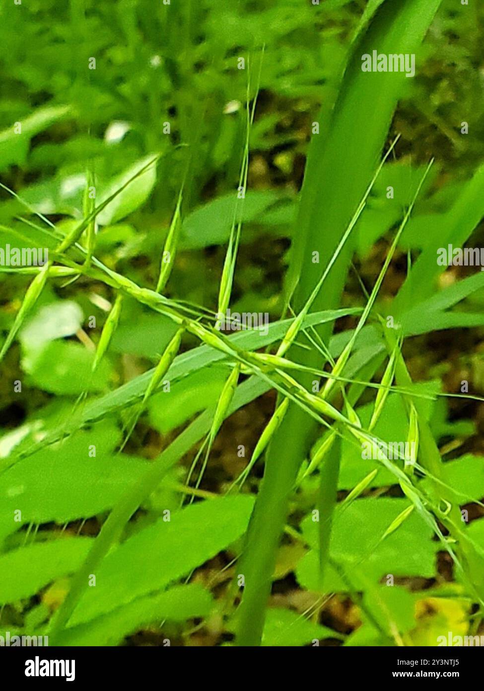 bottlebrush grass (Elymus hystrix) Plantae Stock Photo - Alamy