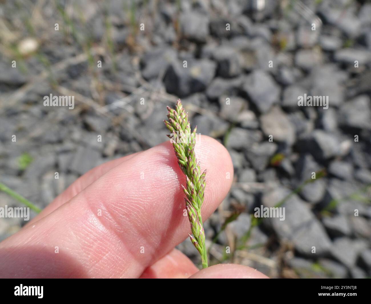 Canada bluegrass (Poa compressa) Plantae Stock Photo - Alamy