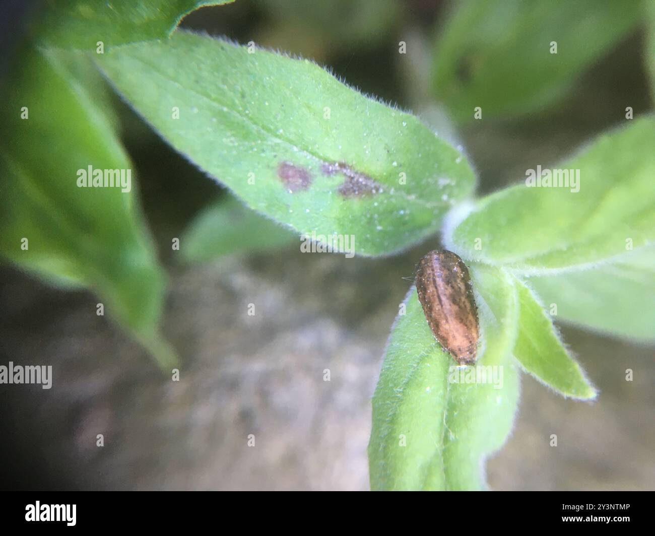 Typical Hover Flies (Syrphinae) Insecta Stock Photo - Alamy