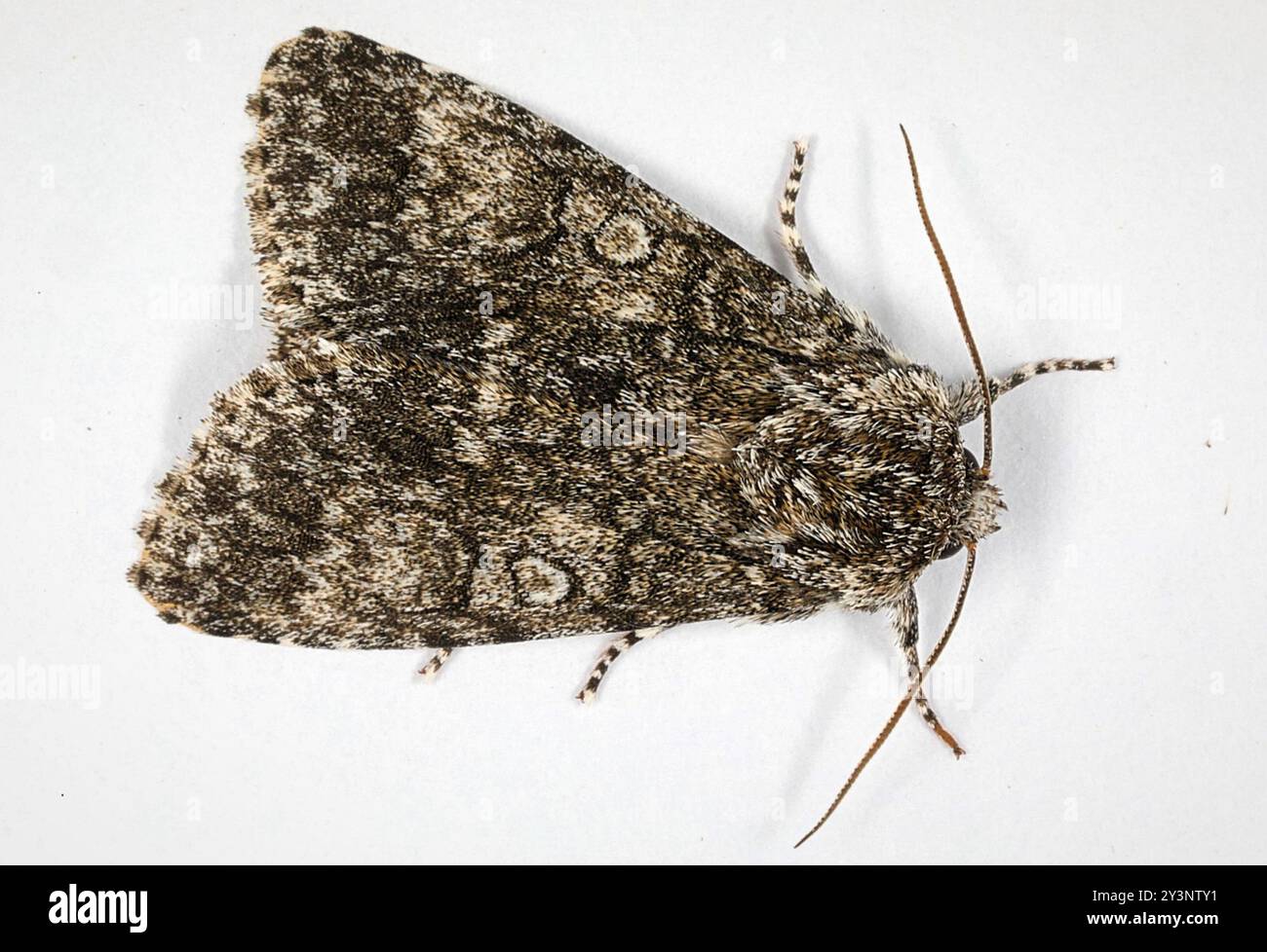 Poplar Grey (Acronicta megacephala) Insecta Stock Photo - Alamy