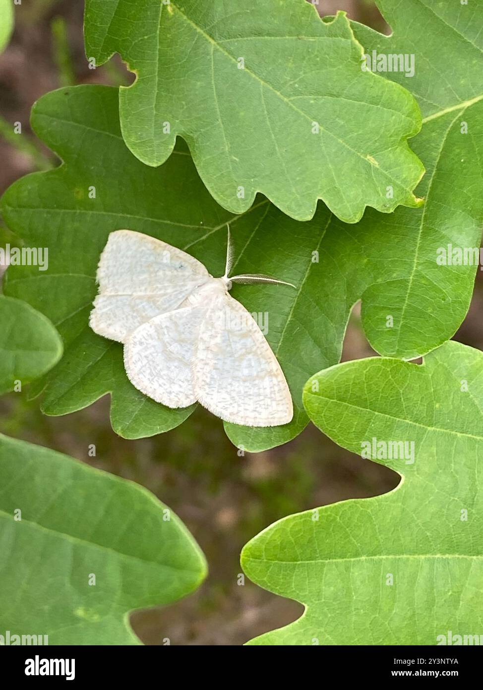 Northern Wave Moth (Cabera exanthemata) Insecta Stock Photo - Alamy