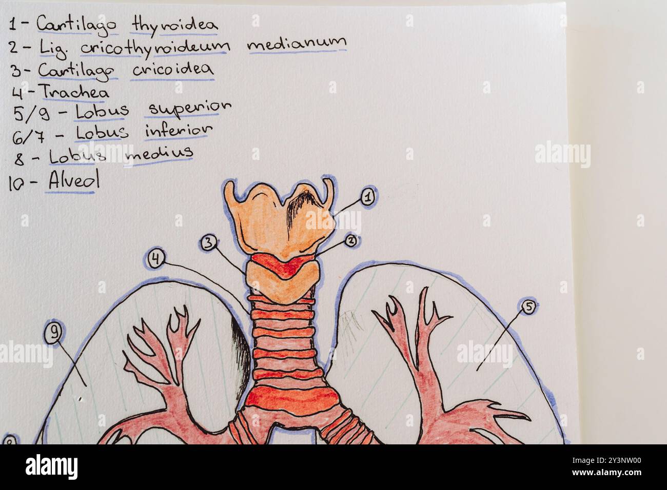 ink drawing of the structure of the human respiratory organ lungs with ...