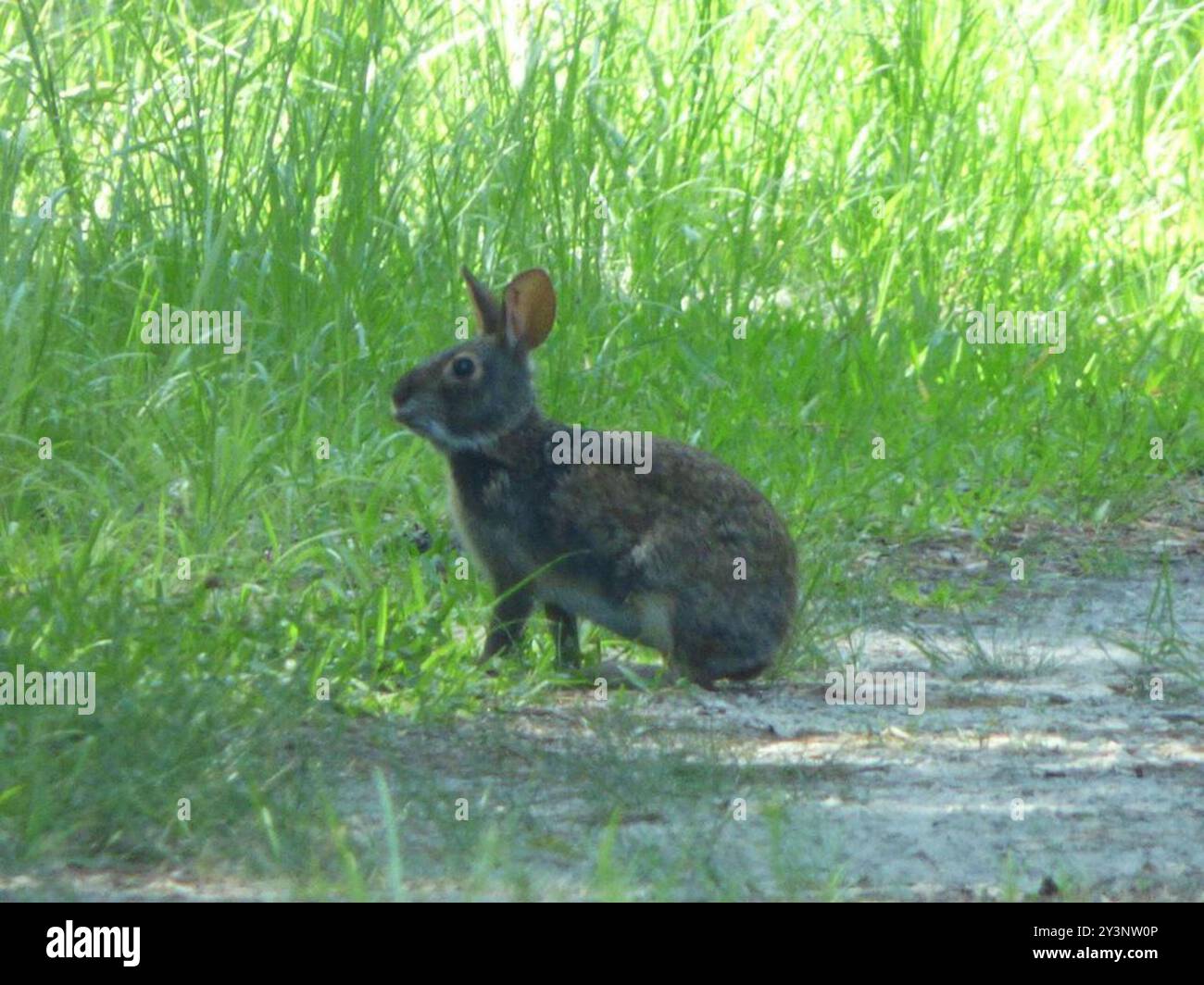 Marsh Rabbit (Sylvilagus palustris) Mammalia Stock Photo - Alamy