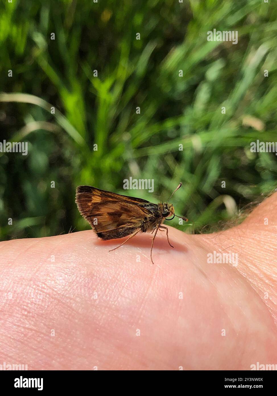 Long Dash (Polites mystic) Insecta Stock Photo - Alamy