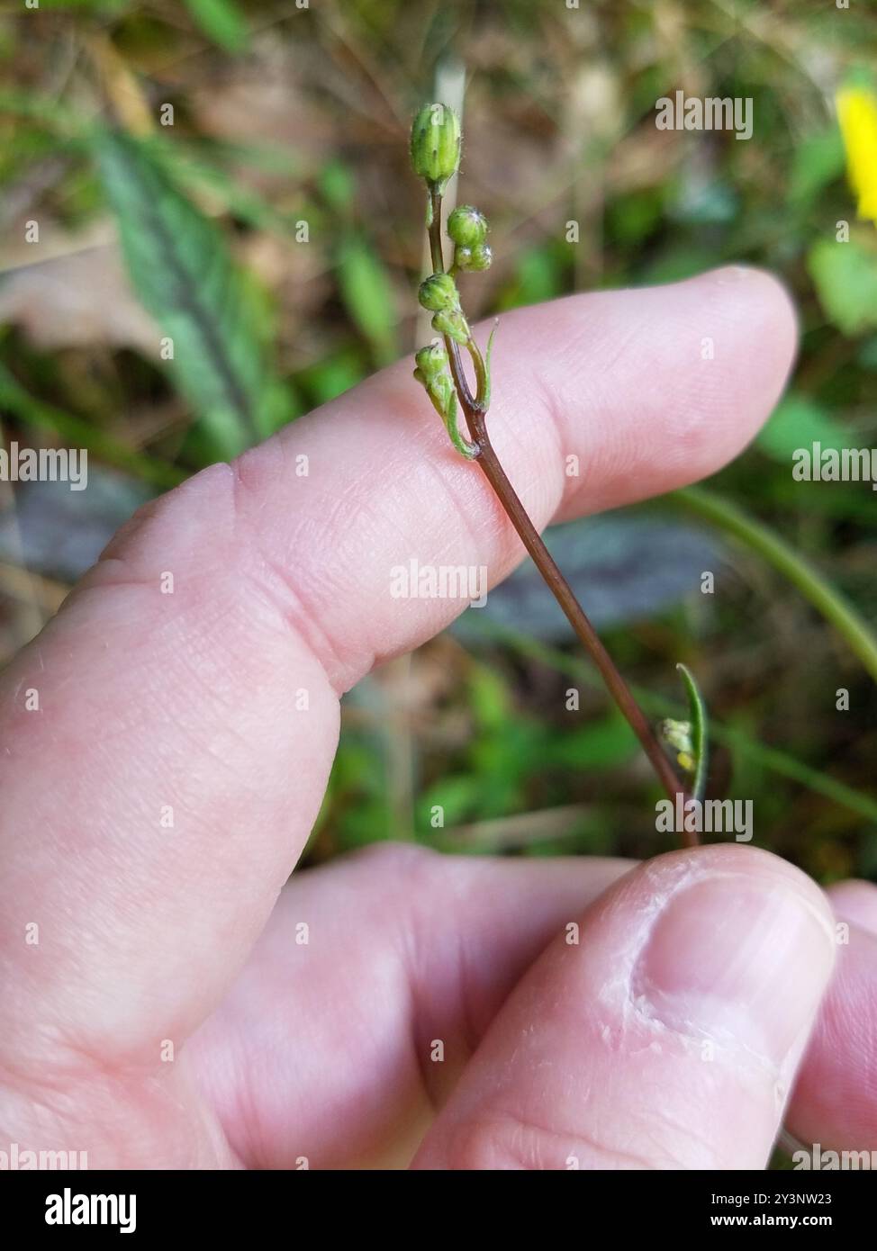 rattlesnakeweed (Hieracium venosum) Plantae Stock Photo - Alamy