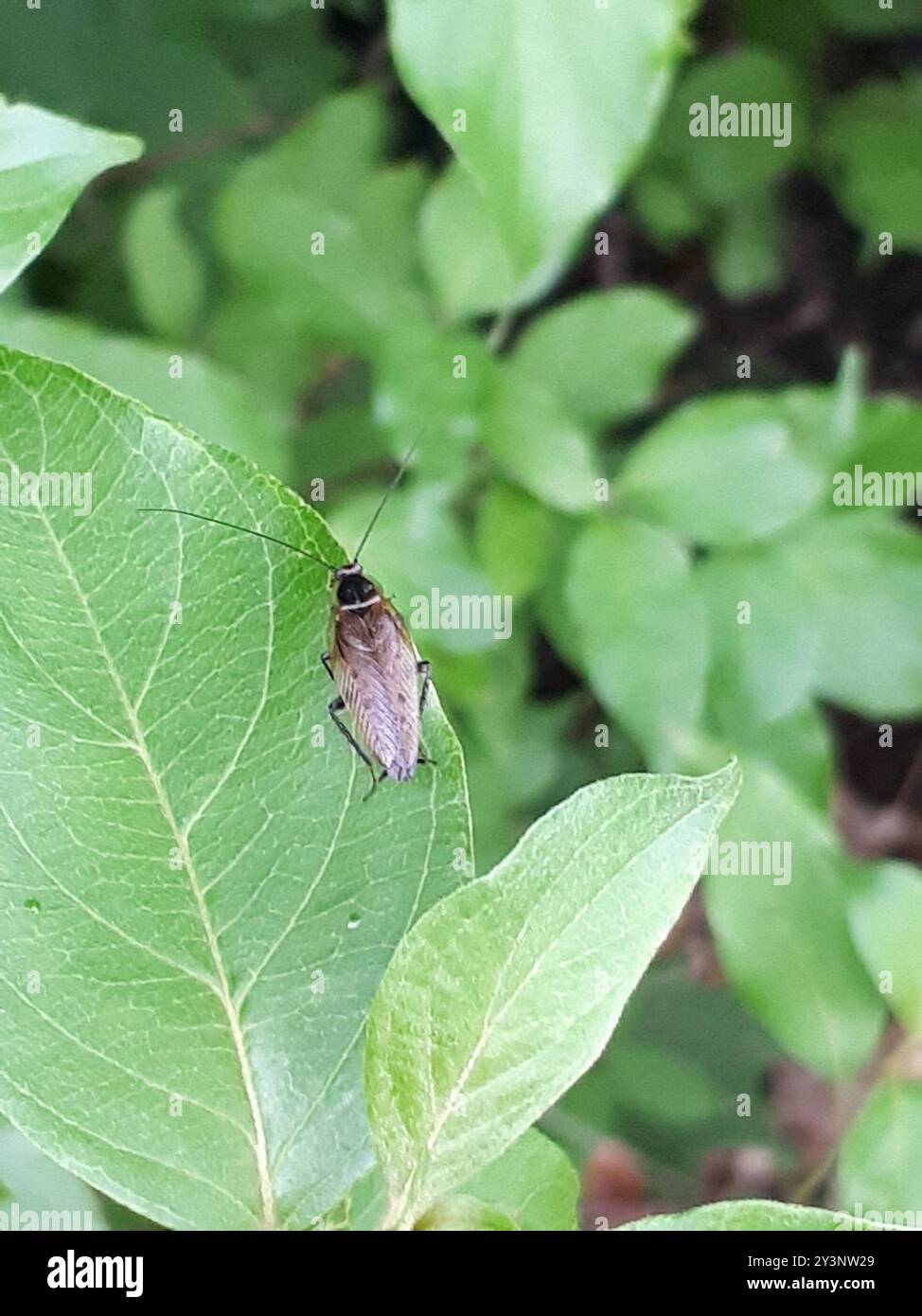 Dusky Cockroach (Ectobius lapponicus) Insecta Stock Photo - Alamy