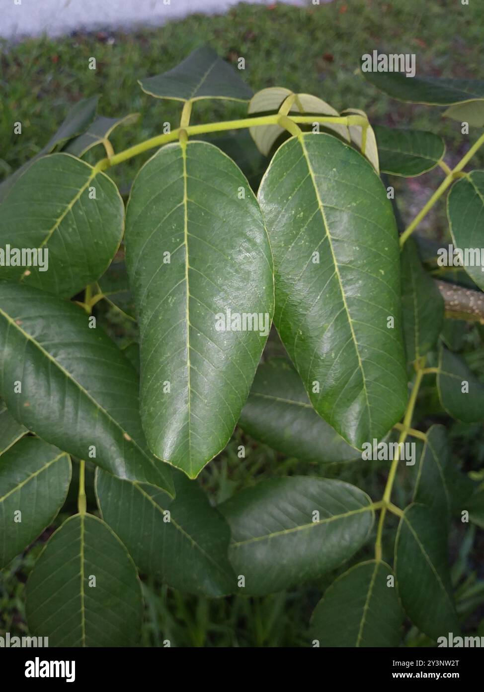 Jamaican dogwood (Piscidia piscipula) Plantae Stock Photo - Alamy