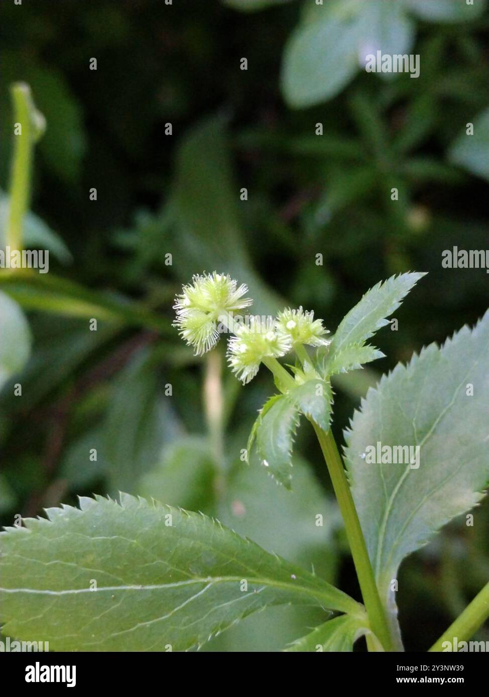 Black Snakeroot (Sanicula canadensis) Plantae Stock Photo - Alamy