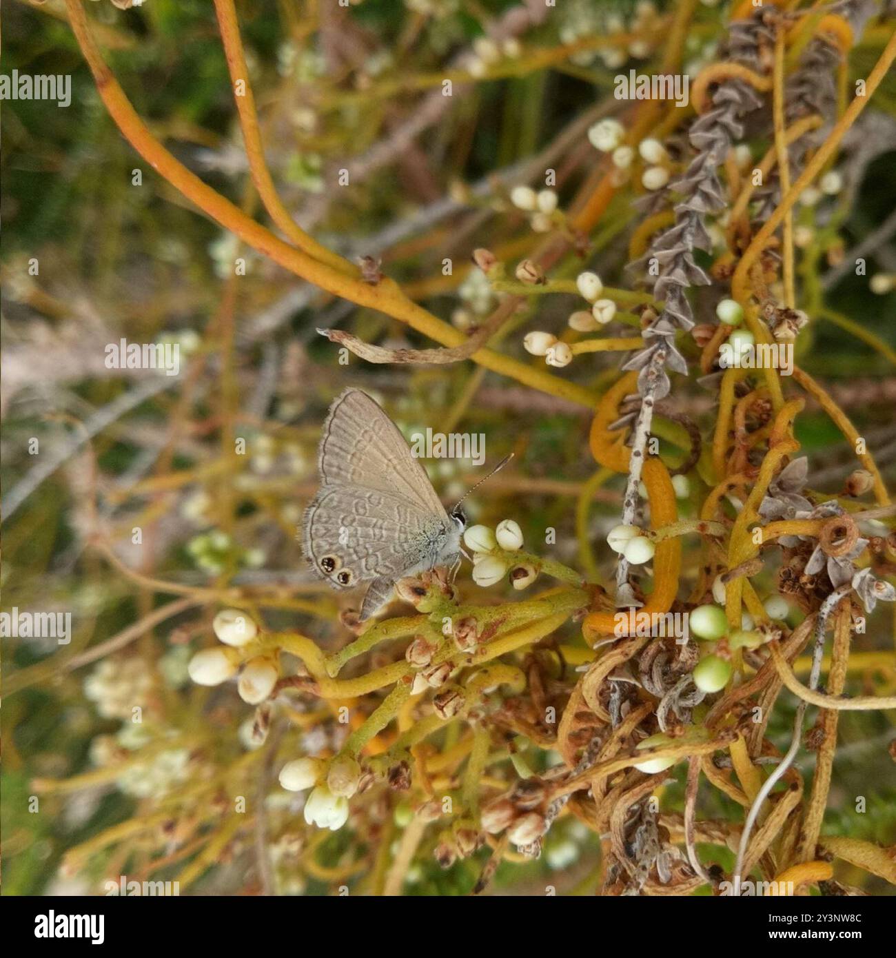 Double-spotted Line Blue (Nacaduba biocellata) Insecta Stock Photo - Alamy